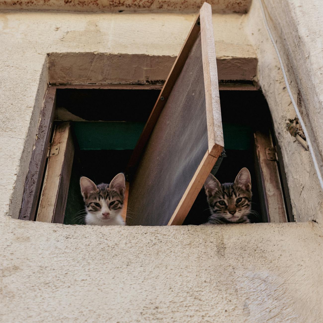 25.41 Copy Cats – ChallenYee.com